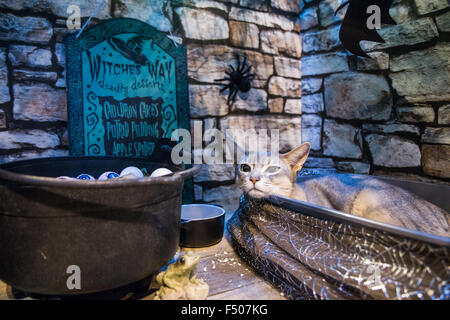 Birmingham, UK. 24 October 2015. 39th Supreme Cat Show held at the NEC ...