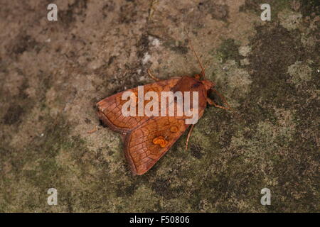 Large Ear Moth (Amphipoea lucens) at rest Stock Photo - Alamy