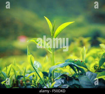 Lush green tea leaves of tea plant (Camellia sinensis) on a tea ...