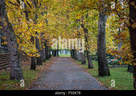 Forest path under beautiful trees during autumn Stock Photo - Alamy