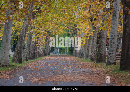 Forest path under beautiful trees during autumn Stock Photo - Alamy