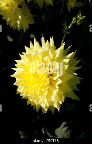 Dahlia janal amy yellow flower bloom blossom closeup plant portraits ...