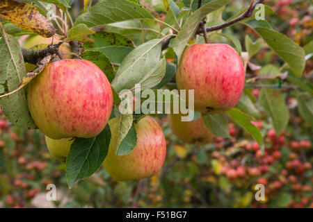 Apple 'Red Falstaff' growing on a tree Stock Photo - Alamy
