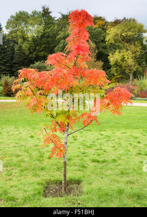 Sorbus Commixta Dodong 'Olympic Flame'. Mountain Ash / Japanese Rowan ...