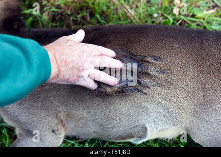 poacher with dead roe deer,poaching,hunting,shooting,deer, doe ...