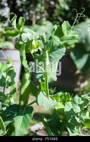 A green pea plant in full bloom, showing a cluster of green peas ...