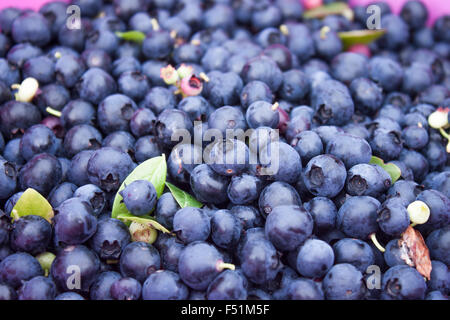 Picking blue huckleberries, Vaccinium corymbosum, with a berry picker ...