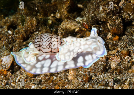 Micromelo undatus snail, Lembeh Strait, Indonesia Stock Photo - Alamy