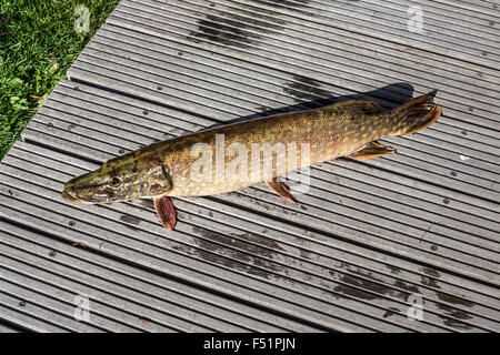 long pike on a river background Stock Photo - Alamy