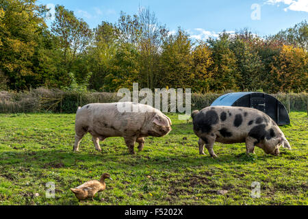 Coon coon pigs in a small holding Stock Photo - Alamy