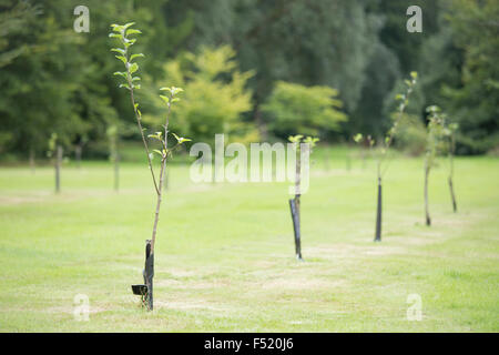 Newly planted trees Stock Photo: 18224435 - Alamy