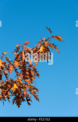 Red oak tree leaves in autumn Stock Photo - Alamy