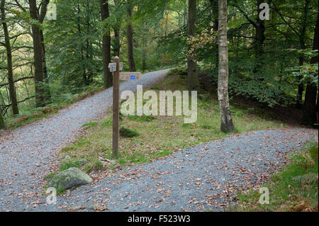 Autumn woodland at Penny Rock Wood, Grasmere, with a tree-lined path ...