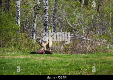 Wolf with prey (beaver Stock Photo - Alamy