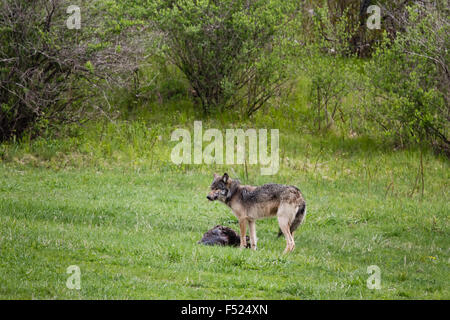 Wolf with prey (beaver Stock Photo - Alamy