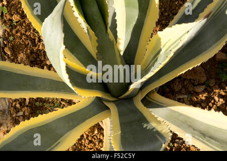 Agave green and yellow spiky plant creating a great shape and texture ...