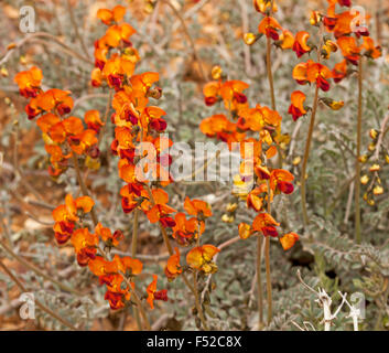 Cluster of vivid orange flowers of Swainsona eremaea, swainson pea ...