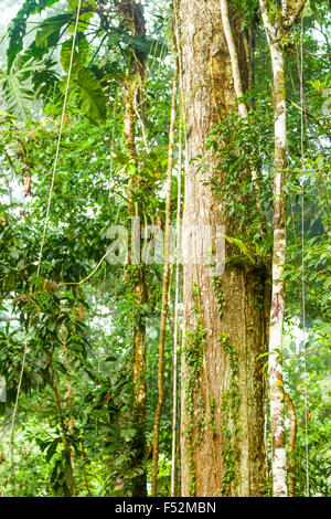 Plants in the Ecuadorian Amazonian rainforest photographed at the ...