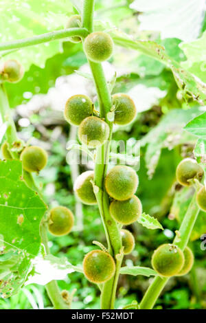 Lulo (Solanum quitoense) isolated in white background Stock Photo - Alamy