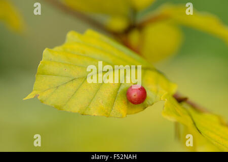 Galles of a beech gall midge, Mikiola fagi, beech leaf, European beech ...