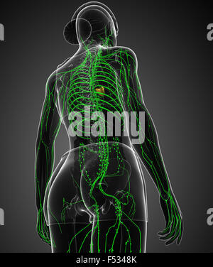 lymphatic system of female body anatomy in x-ray form Stock Photo - Alamy