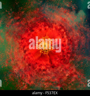 Flower - Exploding Stock Photo - Alamy