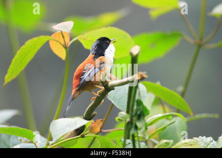 Rufous-backed Sibia (Heterophasia annectens) in North India Stock Photo ...