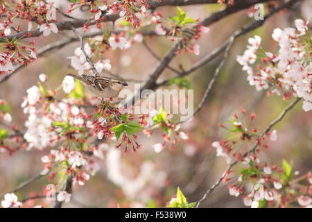 Russet Sparrow (Passer rutilans) male with cherry blossom Stock Photo ...