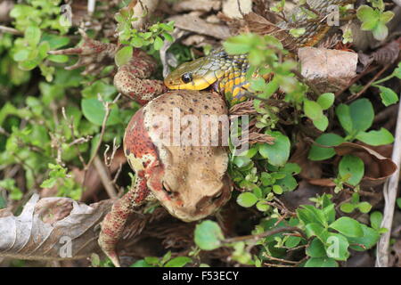 Tiger keelback snake (Rhabdophis tigrinus) eating Japanese toad frog ...