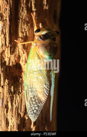 Cicada transformation (Cryptotympana facialis) in Japan Stock Photo - Alamy