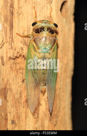 Cicada transformation (Cryptotympana facialis) in Japan Stock Photo - Alamy