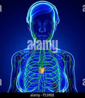 Lymph nodes, conceptual illustration Stock Photo - Alamy