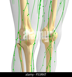 Illustration of Knee skeleton with lymphatic system Stock Photo - Alamy