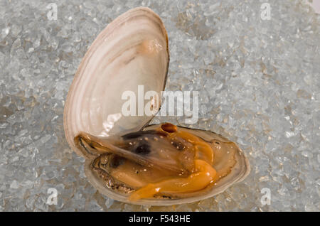 Pismo clam shell Stock Photo - Alamy