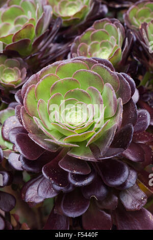 Dark red aeonium succulent plant Stock Photo - Alamy