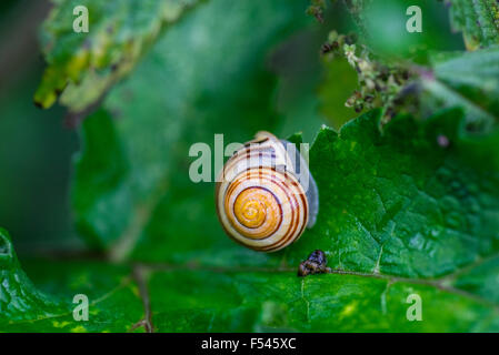 Common snail hiding on a green leaf Stock Photo - Alamy