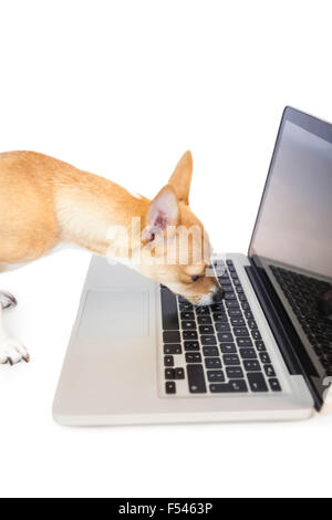 Cute dog using laptop Stock Photo - Alamy