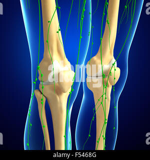 Illustration of Knee skeleton with lymphatic system Stock Photo - Alamy