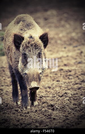 Wild boar animal head with big tusks on wood shield Stock Photo - Alamy