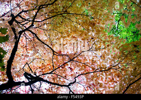Vine Maple tree (Acer circinatum) in fall, North Cascades, October ...