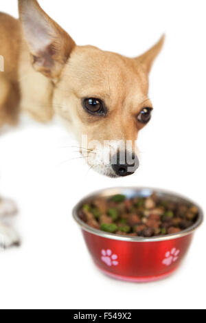 Cute dog eating from bowl Stock Photo - Alamy