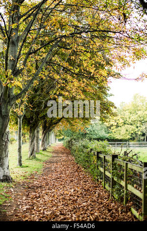 A path along the alley of green trees in Dunbeth Park, Coatbridge ...