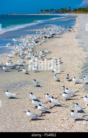 Royal Tern (Thalasseus maximus) on the beach, Miami Beach, Miami ...