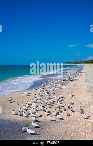 Royal Tern (Thalasseus maximus) at the beach of Monterrico, Guatemala ...