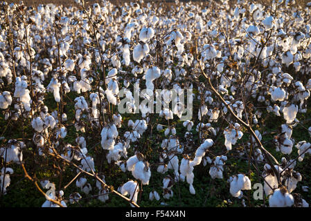 Cotton crop, Gossypium hirsutum, growing in plantation in the Deep ...