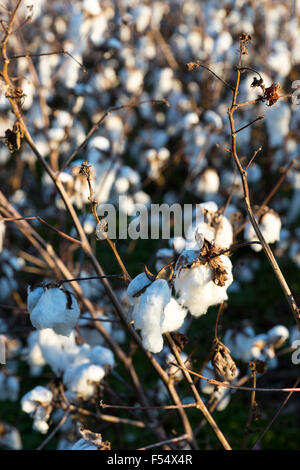 Cotton crop, Gossypium hirsutum, growing in plantation in the Deep ...