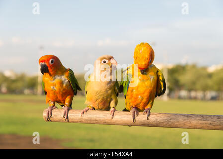 Three parrot are standing on branch Stock Photo - Alamy