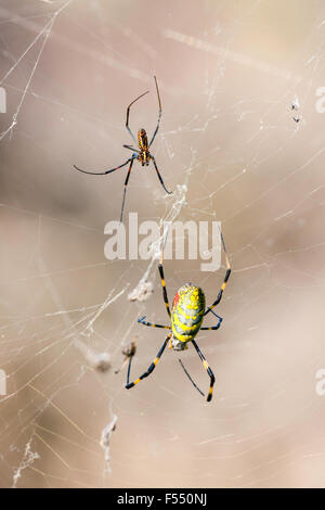 Japan. Yellow & Red Spider. Tetragnathidae, Nephila clavata, Joro ...