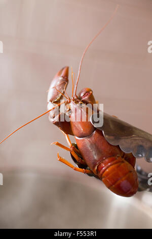 Close-up of tongs Stock Photo - Alamy