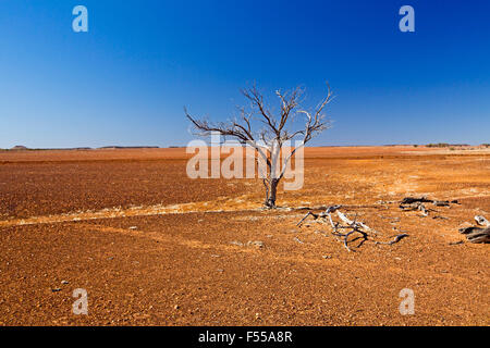 Australian outback landscape in drought, solitary dead tree on barren ...